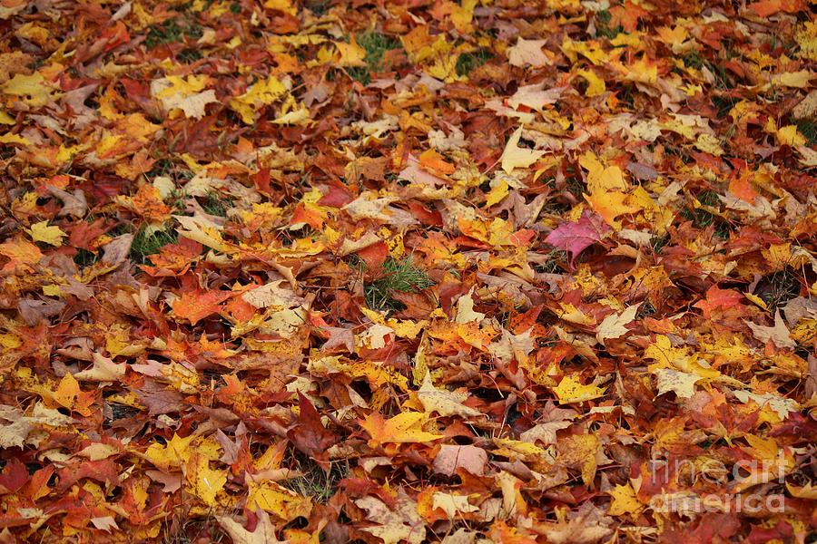 Fall - It's Thanksgiving for your Garden | Piedmont Environmental Alliance